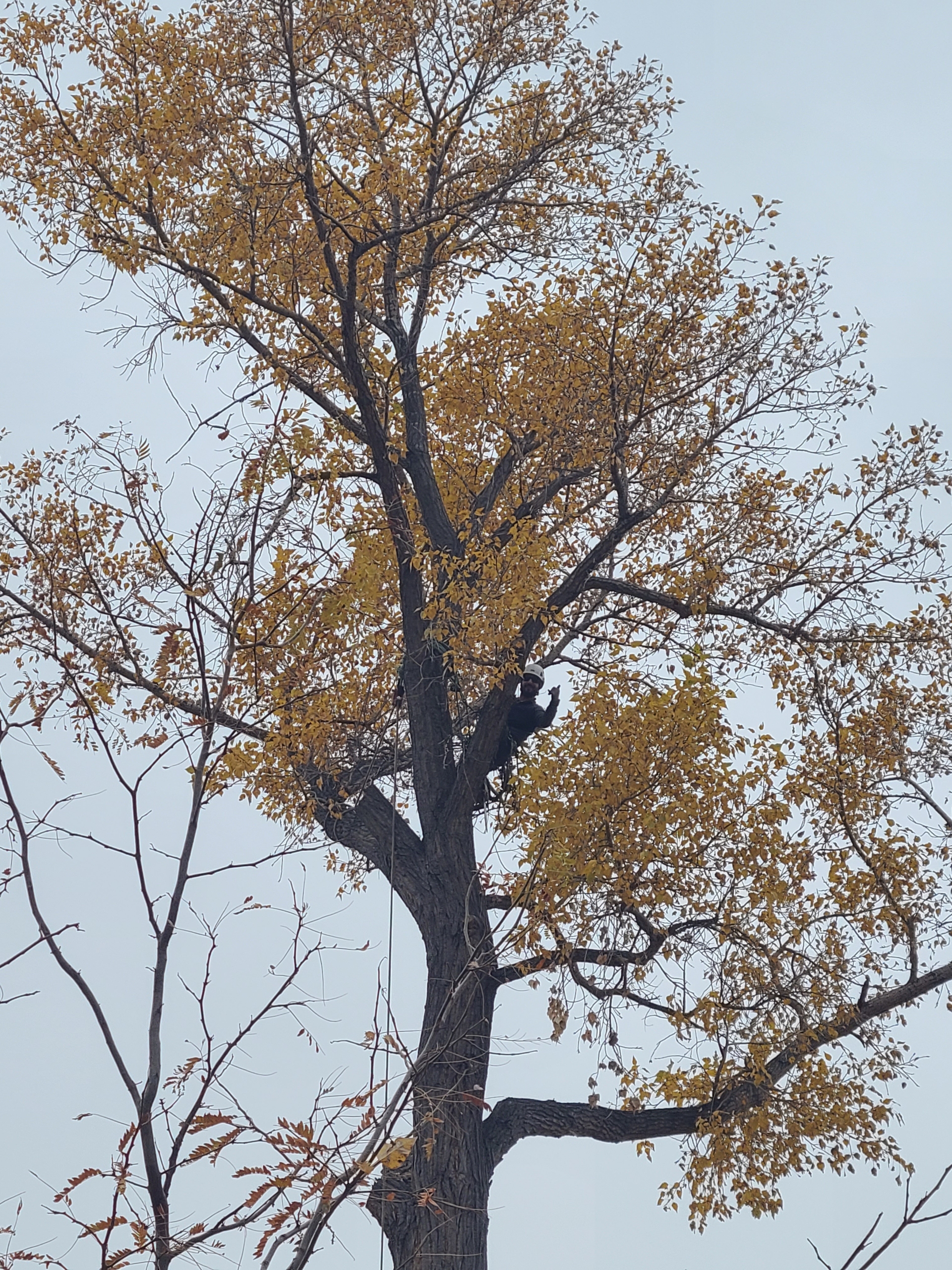 Tree Pruning Services in Colorado’s Front Range