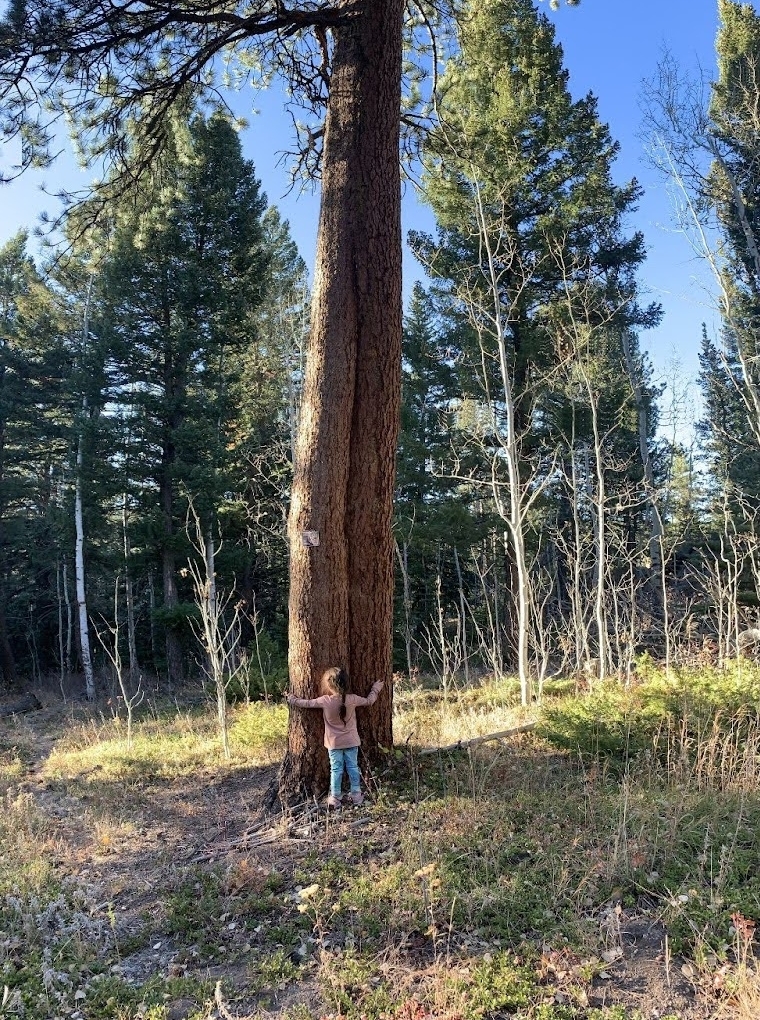 Tree Health Consultations in Colorado’s Front Range