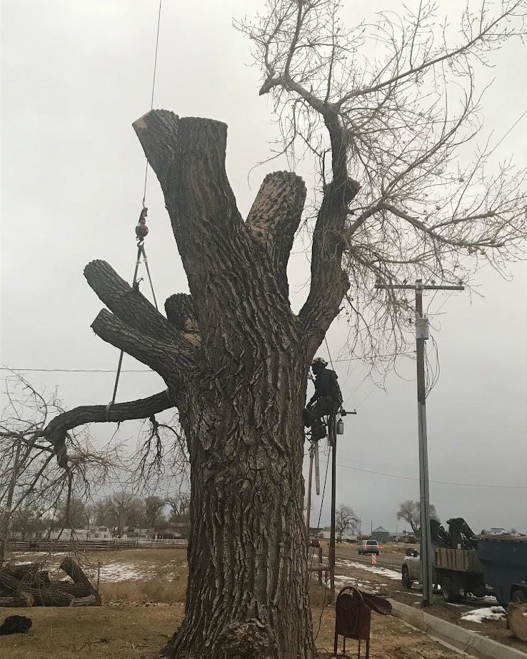 Tree Removal Services in Colorado’s Front Range