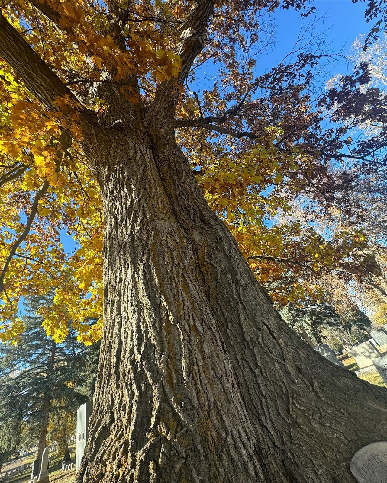 Tree of the Month | Good People Tree Service
